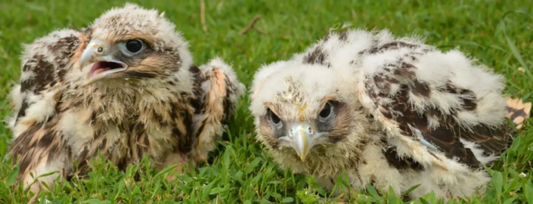 The Saker v Slovenščini | Stepski sokol (znanstveno ime Falco cherrug)