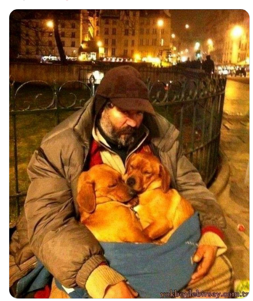 The Saker v Slovenščini | Stepski sokol (znanstveno ime Falco cherrug)